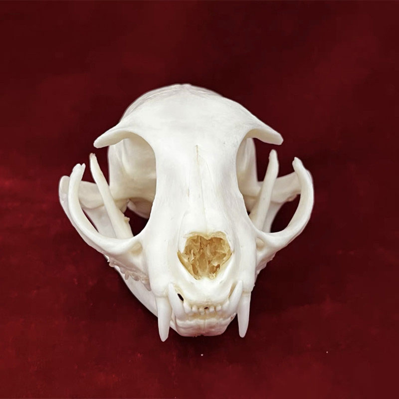 Real animal skull specimens home decor collectibles fox skulls turtle ...
