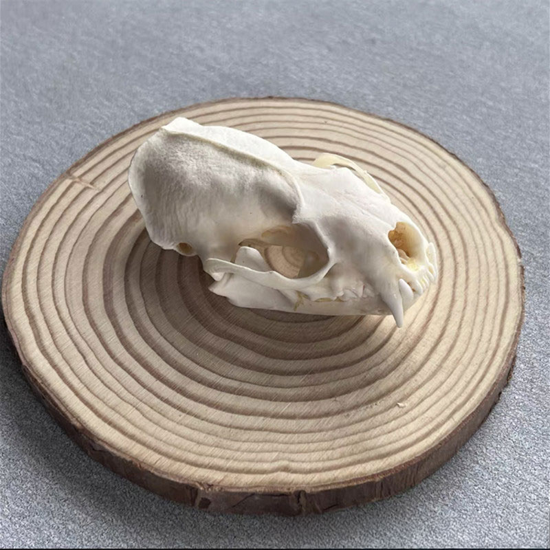 Real animal skull specimens home decor collectibles fox skulls turtle ...